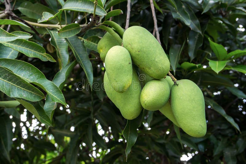 Cluster of Raw Mangoes on a Mango Tree. Mango Tree Stock Photo - Image ...