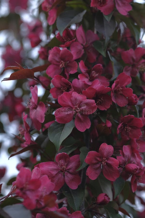 A Cluster of Red Apple Blossoms. Blooming in an Orchard Stock Image ...