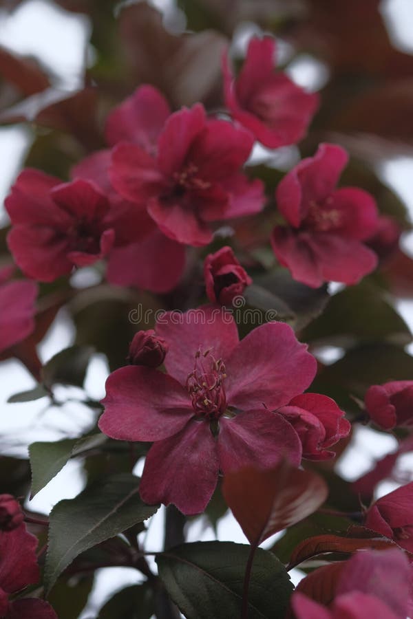 A Cluster of Red Apple Blossoms. Blooming in an Orchard Stock Image ...