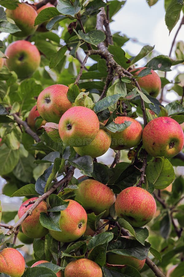 A cluster of apples stock image. Image of plant, sprouting - 186894145