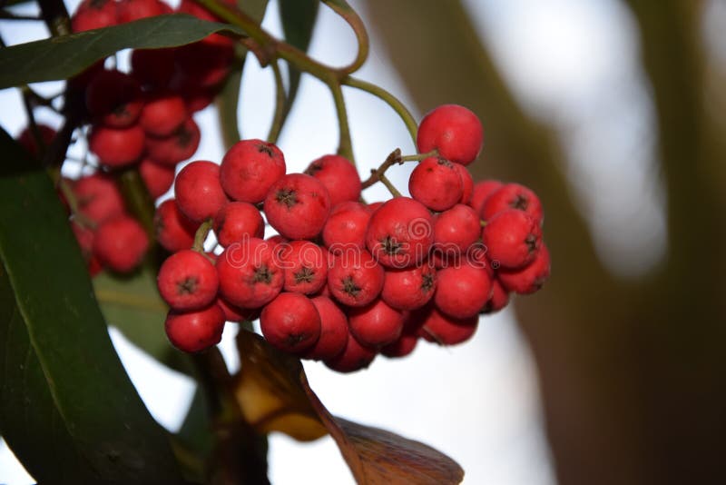 Red berry bunch stock image. Image of banbury, vegetable - 118701911