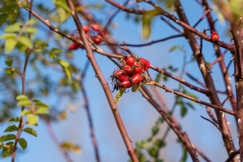 A Cluster of Red Berries on a Tree Branch Stock Photo - Image of bush ...