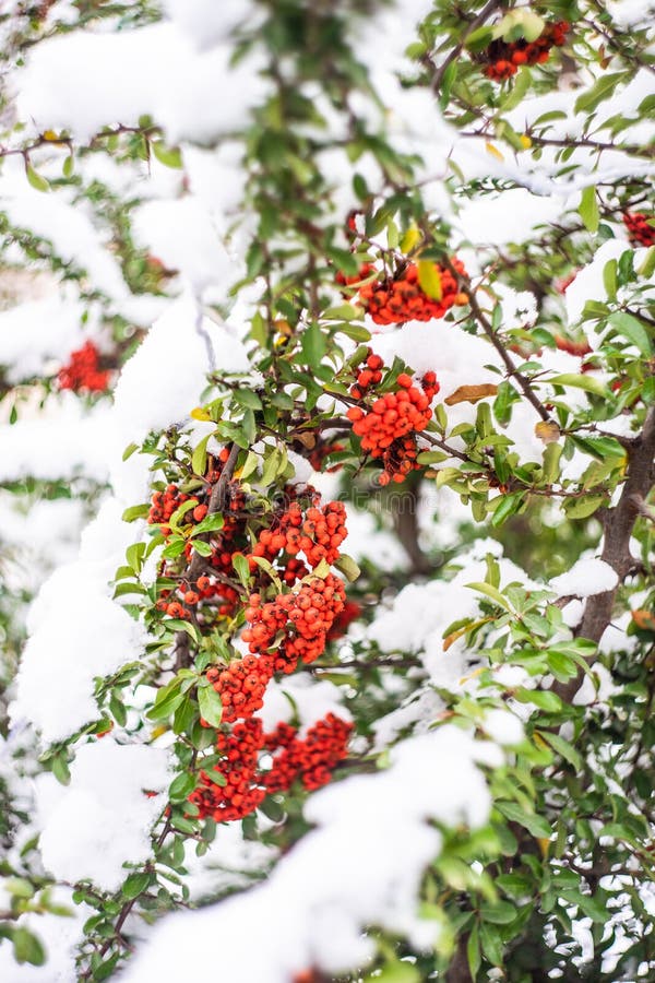 Cluster of Red Berries Under the Snow Stock Image - Image of healthy ...