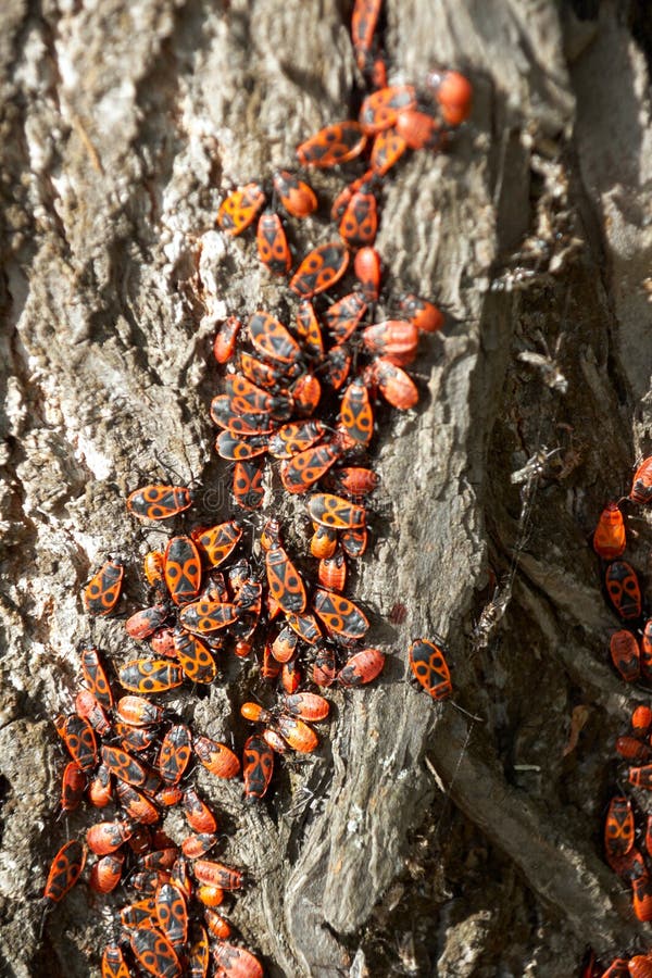 Red and black bugs stock photo. Image of bugs, pyrrhocoris - 62450790