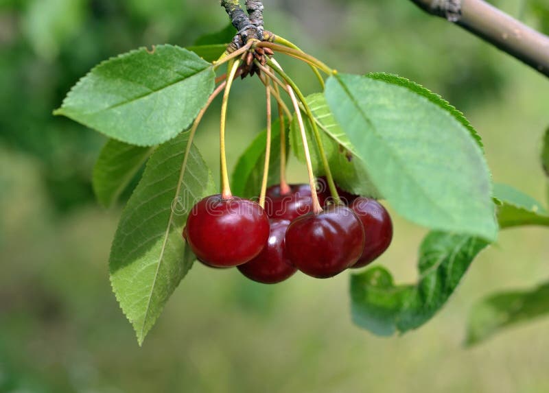 Cluster of red cherries stock photo. Image of colourful - 32836596