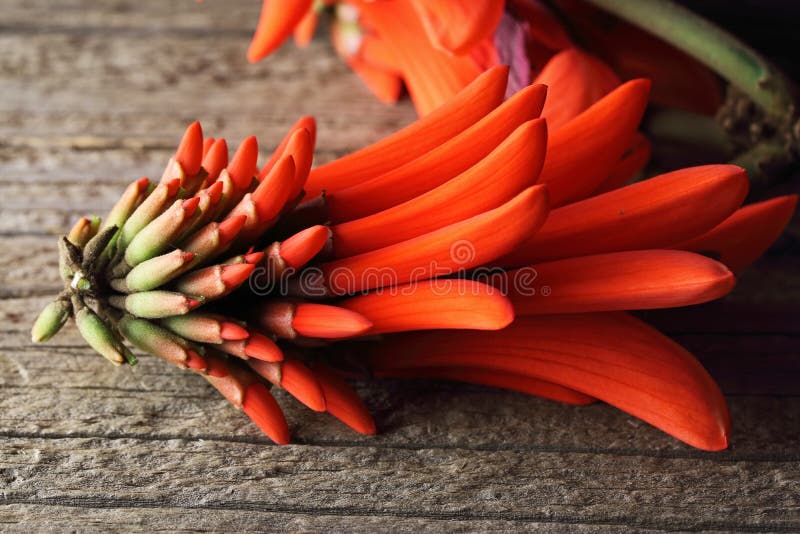 Cluster of Red Coral Flowers on a Wooden Board Stock Image - Image of ...