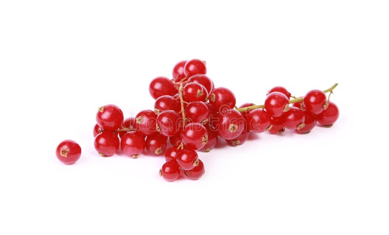 Cluster of red currants stock image. Image of isolated - 255888079