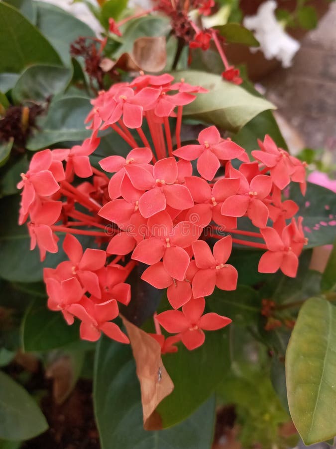 Cluster of red flowers stock image. Image of cluster - 166648723