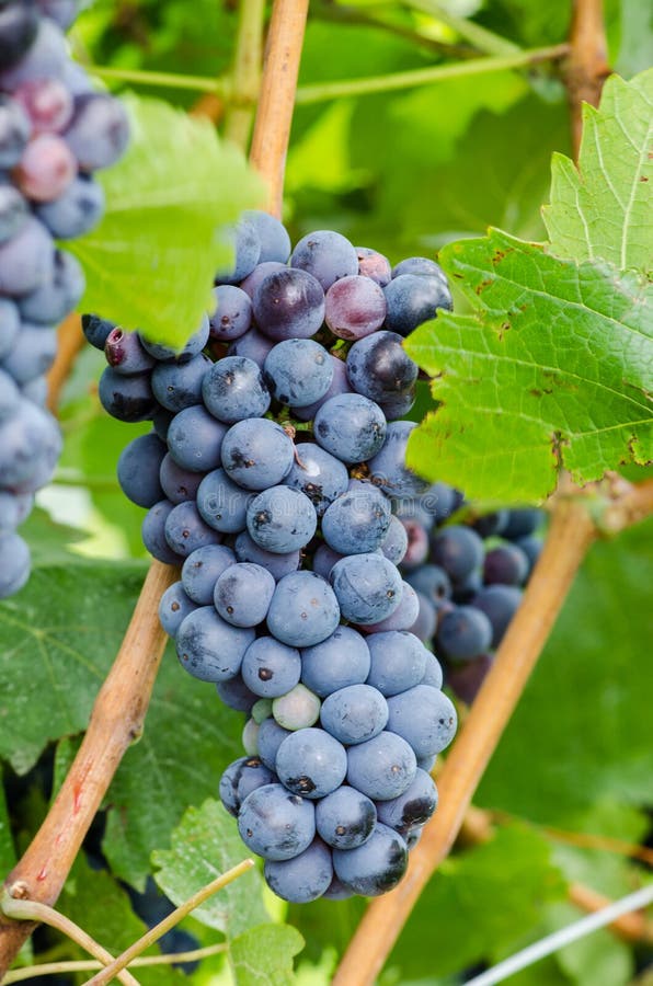Cluster of red grape stock image. Image of natural, autumn - 44117113
