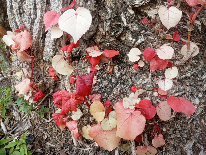 Cluster of Red Leaves Growing from the Base of a Tree Stock Photo ...