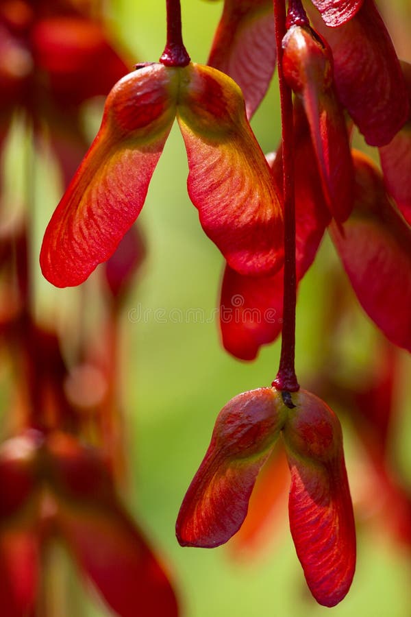 Maple Tree Red Seed Pods Stock Photos - Free & Royalty-Free Stock Photos from Dreamstime