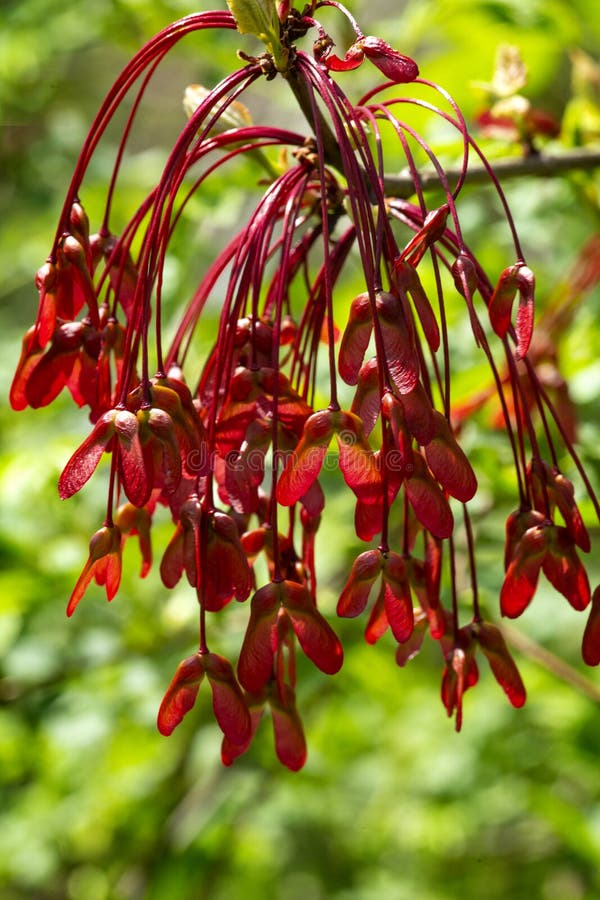 Maple Tree Red Seed Pods Stock Photos - Free & Royalty-Free Stock ...