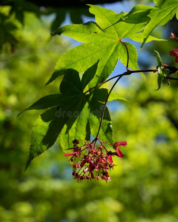 Red Maple Seed Pods in Spring Stock Photo - Image of covered, pods ...