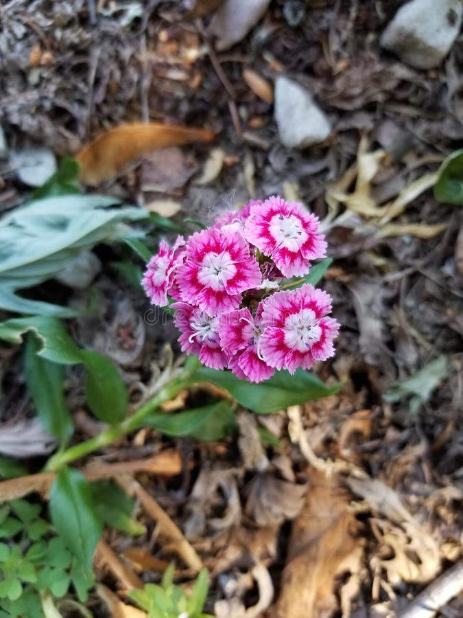 A Cluster Red Pink and White Flowers Stock Photo - Image of flowers ...
