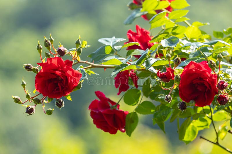 Cluster of Red Roses Blooming in a Garden Stock Photo - Image of botany ...