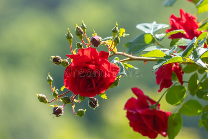 Cluster of Red Roses Blooming in a Garden Stock Photo - Image of ...