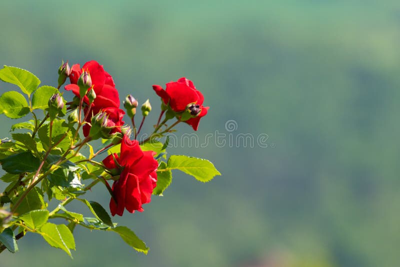 Cluster of Red Roses Blooming in a Garden Stock Photo - Image of ...