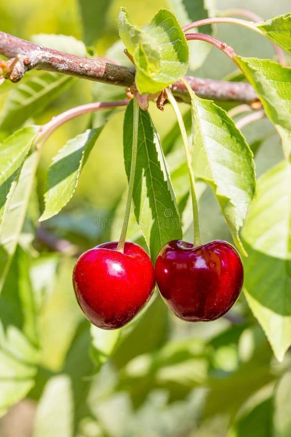 Cluster of Ripe Cherries on Cherry Tree Stock Photo - Image of garden ...