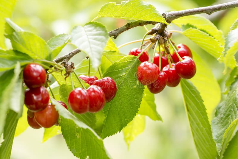 Cluster of Ripe Cherries on Cherry Tree Stock Image - Image of summer ...