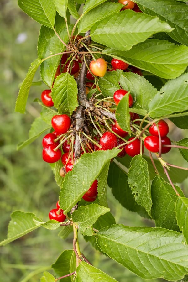 Cluster Of Ripe Cherries On Cherry Tree Stock Image - Image of cluster ...