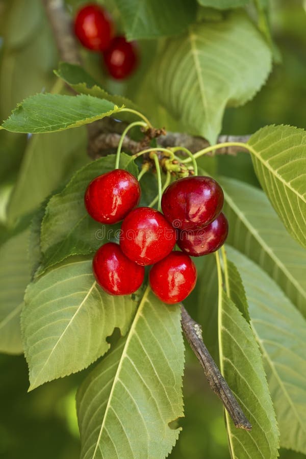 Cluster of Ripe Cherries on Cherry Tree. Agriculture Stock Photo ...