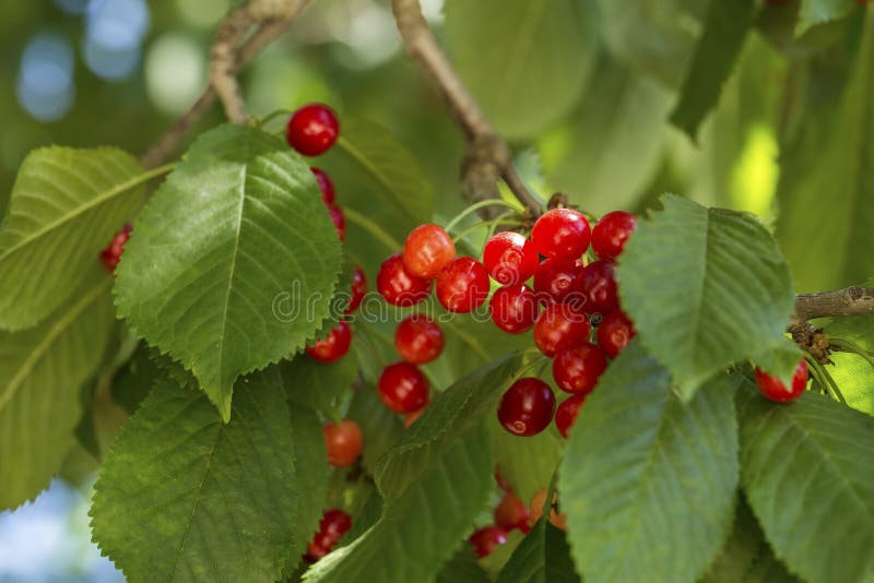 Cluster of Ripe Cherries on Cherry Tree. Agriculture Stock Photo ...