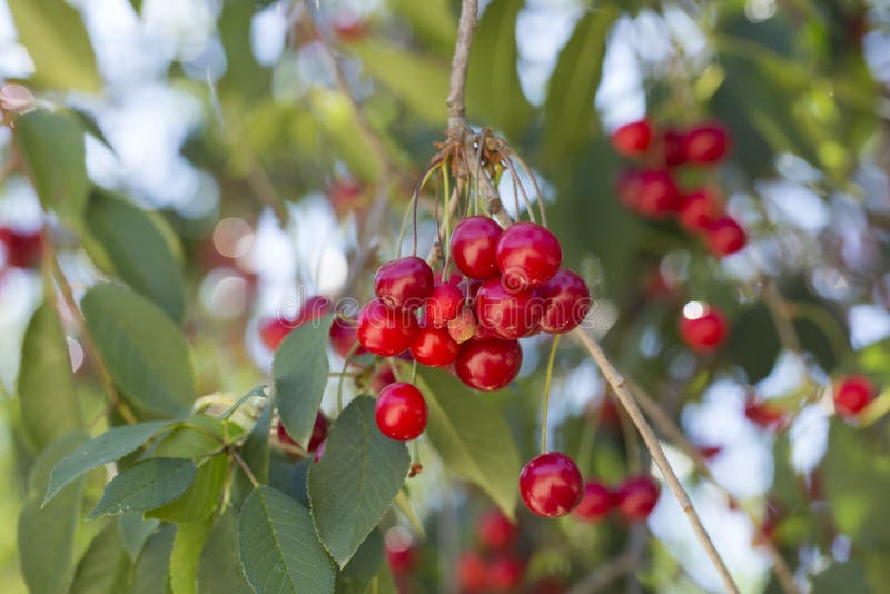 Cluster of Ripe Cherries on Cherry Tree Stock Image - Image of food ...