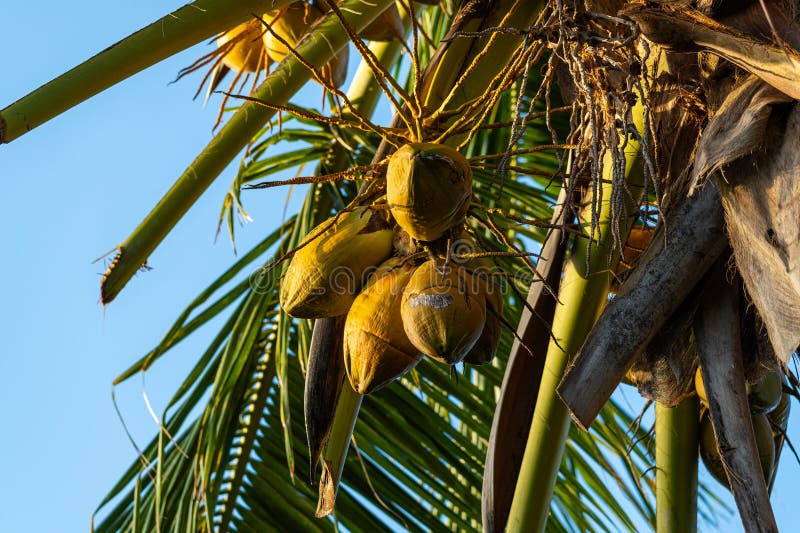 Coconuts on a Tree stock photo. Image of yellow, leaf - 361308864