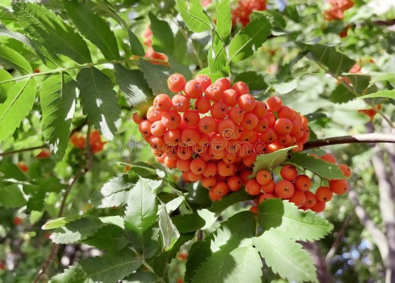 A Cluster of Ripe Orange Rowan Hanging on a Branch of a Rowan Tree ...