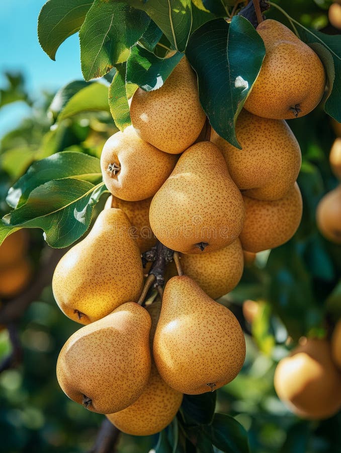 Cluster of Ripe Pears Growing on a Tree Branch Stock Image - Image of ...