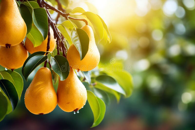 Pears Hanging from Tree. Background with Selective Focus and Copy Space ...