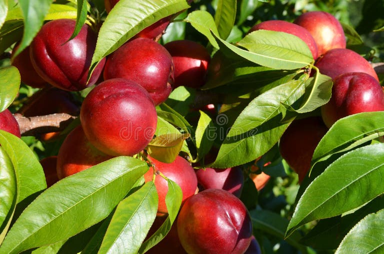 Pluot Tree Stock Photos - Free & Royalty-Free Stock Photos from Dreamstime