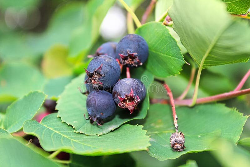 A Cluster of Ripe Saskatoon Berries Hanging in Summer Stock Photo ...