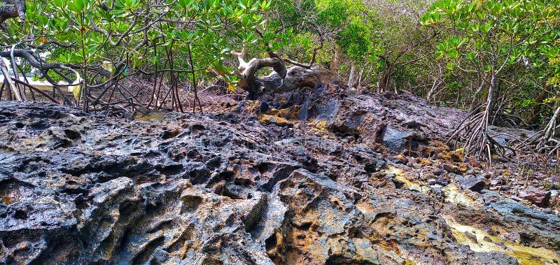 Cluster of Rocks in the Mangrove Forest Stock Image - Image of stream ...