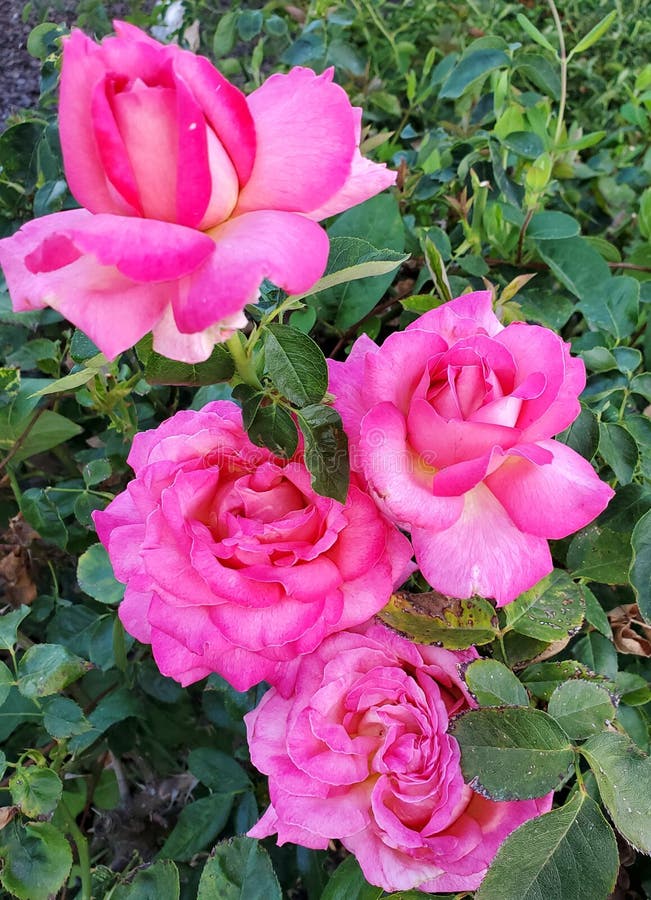 Cluster of Roses stock photo. Image of brilliant, roses - 157451336