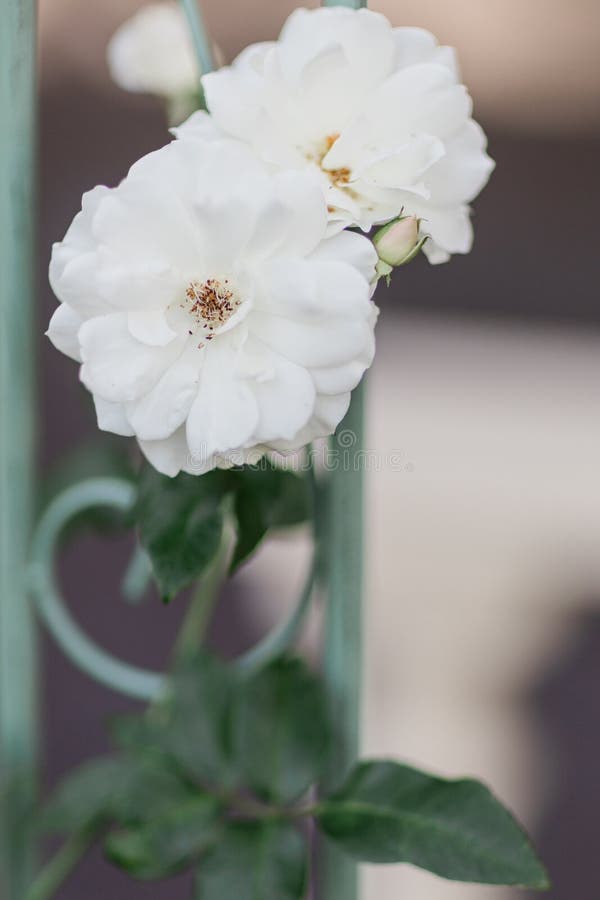Cluster of Roses on a Bush stock image. Image of rose - 175378465