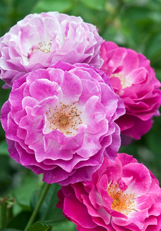 Rosa `Wild Blue Yonder` stock photo. Image of grandiflora - 247803386