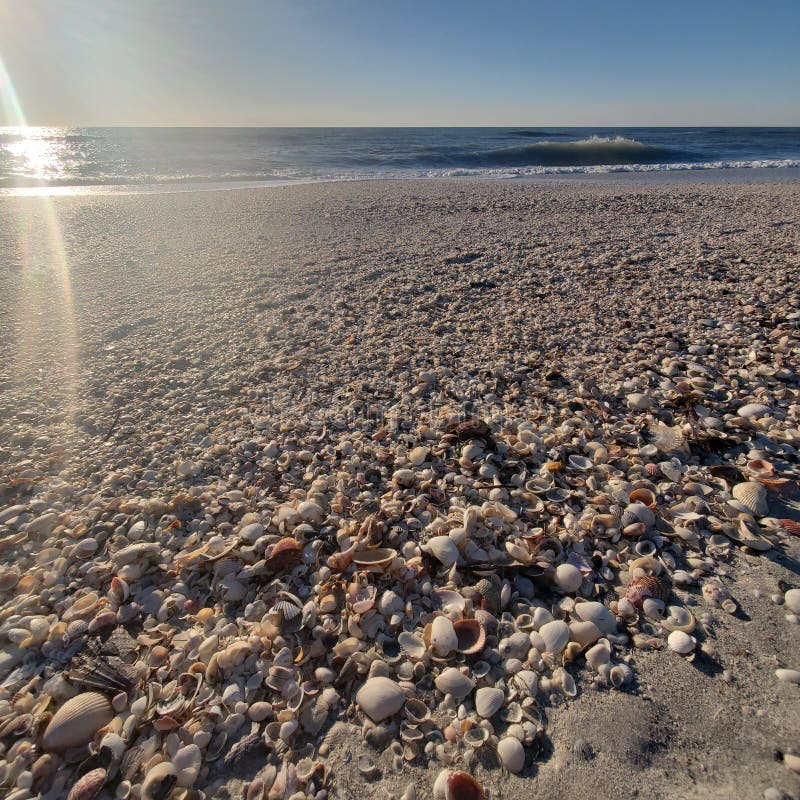 Cluster of Sea Shells at the Beach Stock Image - Image of mollusk ...