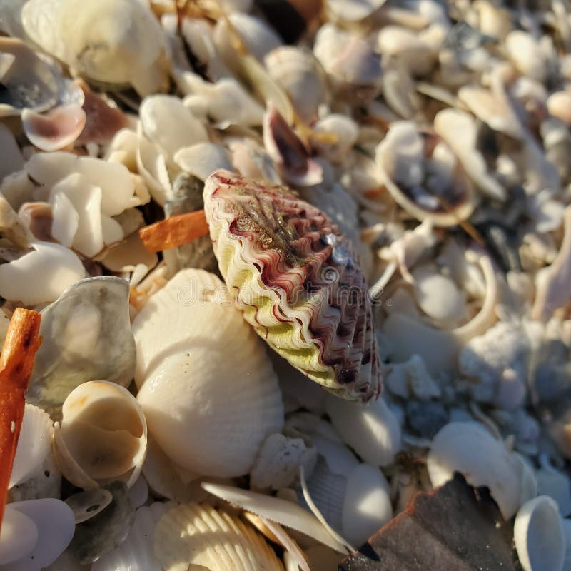 Cluster of Sea Shells at the Beach Stock Image - Image of south, ocean ...
