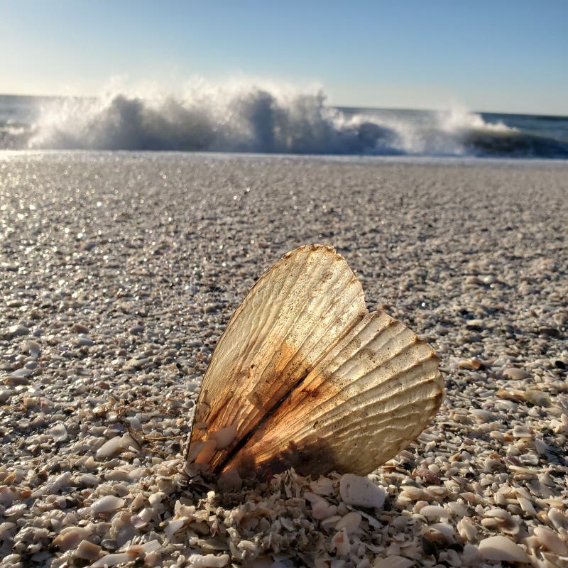 Cluster of Sea Shells at the Beach Stock Photo - Image of shells, conch ...