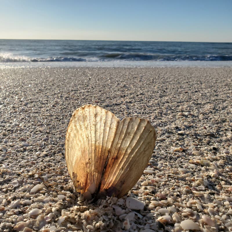 Cluster of Sea Shells at the Beach Stock Image - Image of shells ...