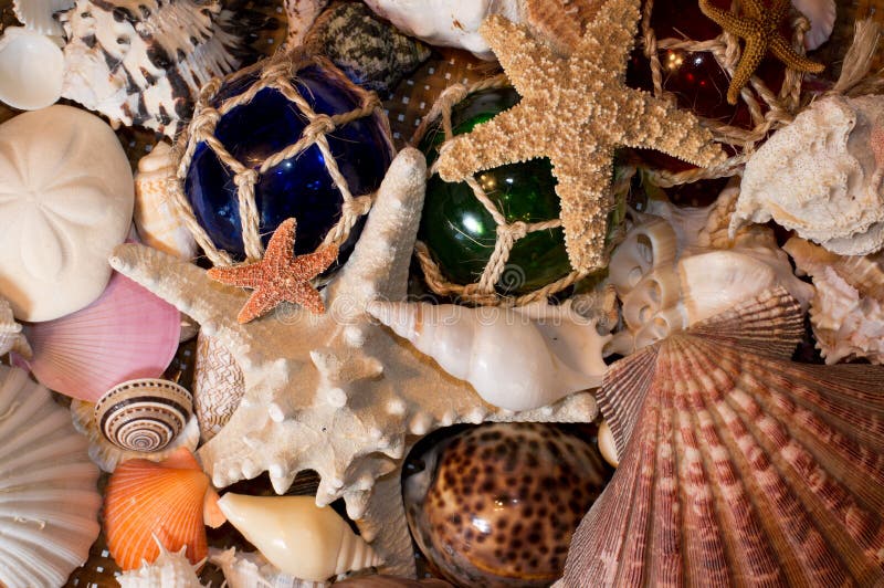 Cluster of Seashells stock image. Image of shell, ocean - 24503621