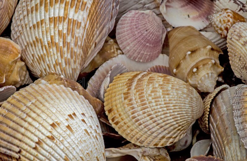 A Cluster of Seashells Piled Together for Decorations. Stock Photo ...