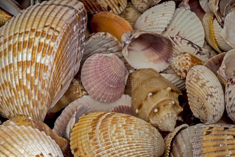 A Cluster Of Seashells Piled Together For Decorations. Stock Photo ...