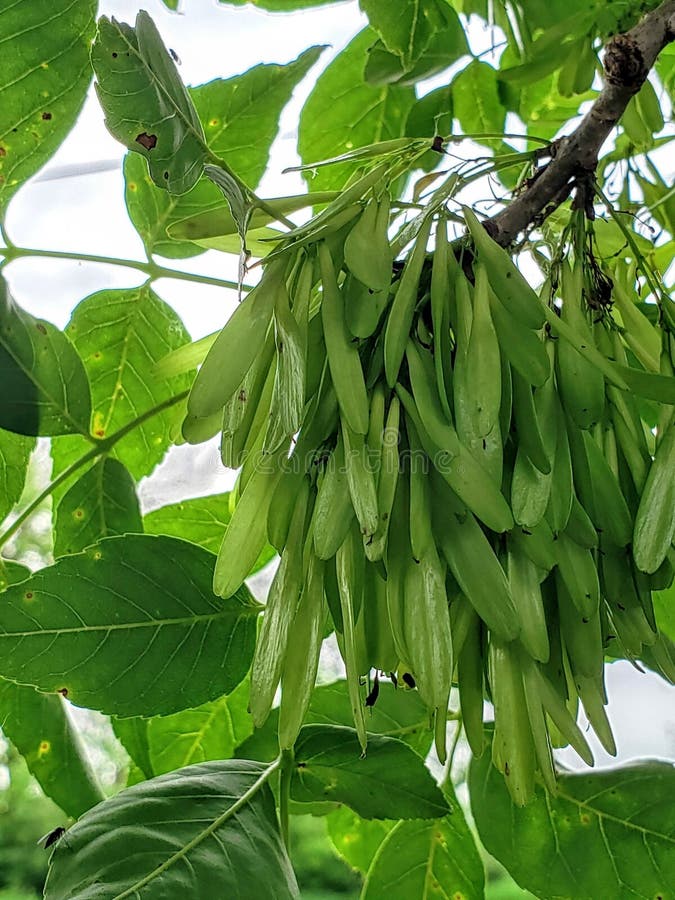 1,624 Ash Seed Stock Photos - Free & Royalty-Free Stock Photos from ...