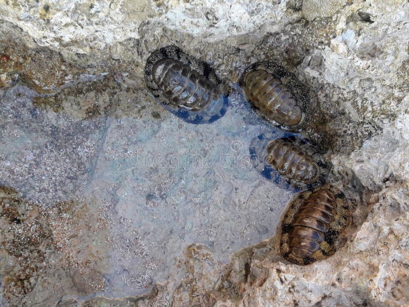 Cluster of Segmented Creatures in Shallow Rock Pool Surrounded by ...