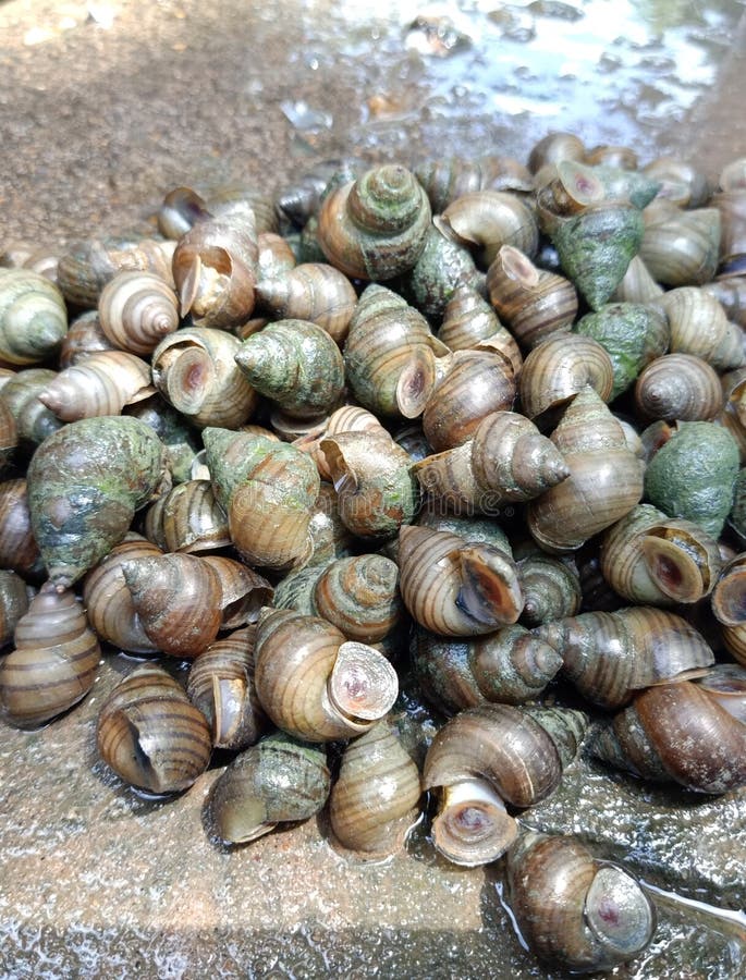 Cluster of Shells of the Dead Snails on the Bottom Stock Image - Image ...