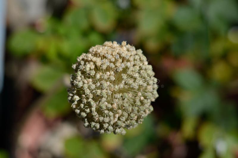 Cluster of small flowers stock image. Image of macro - 93589391