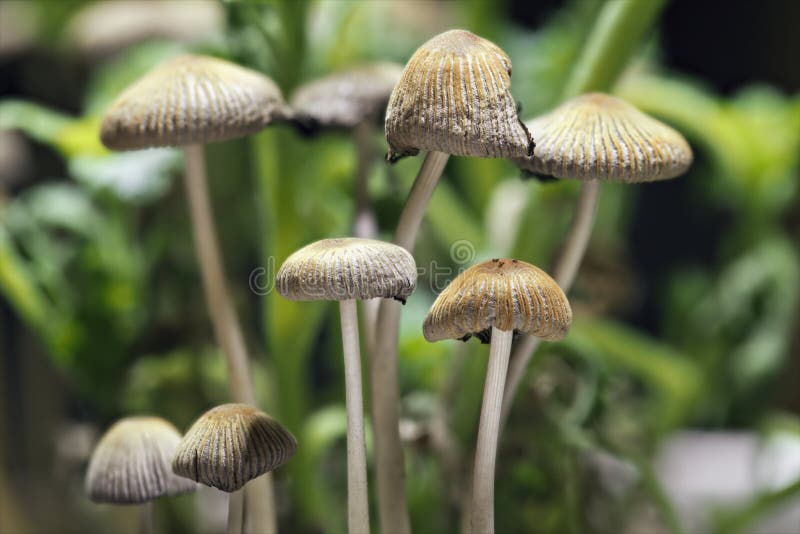 Cluster of Small Mushrooms. Stock Image - Image of detail, colorful ...