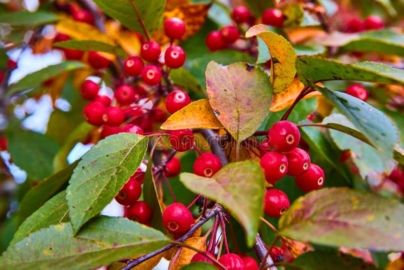 Cluster of Small Red Berries Growing All Over Tree in Detail Stock ...